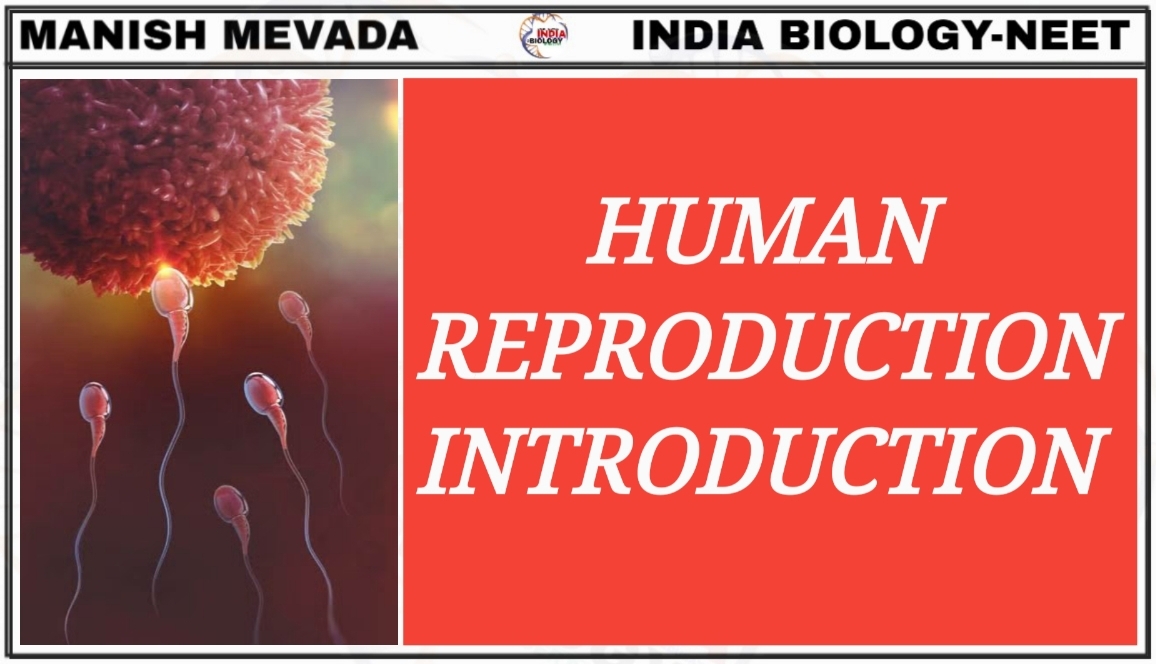 HUMAN REPRODUCTION - INTRODUCTION