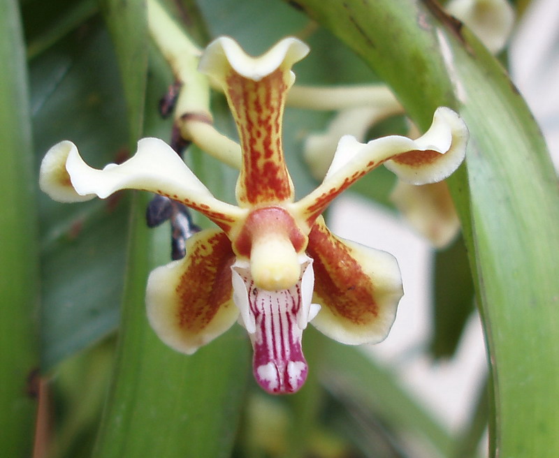 biojojo: Vanda celebica