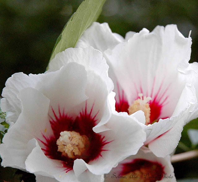 Selma, Ala. Daily Photo: Althea