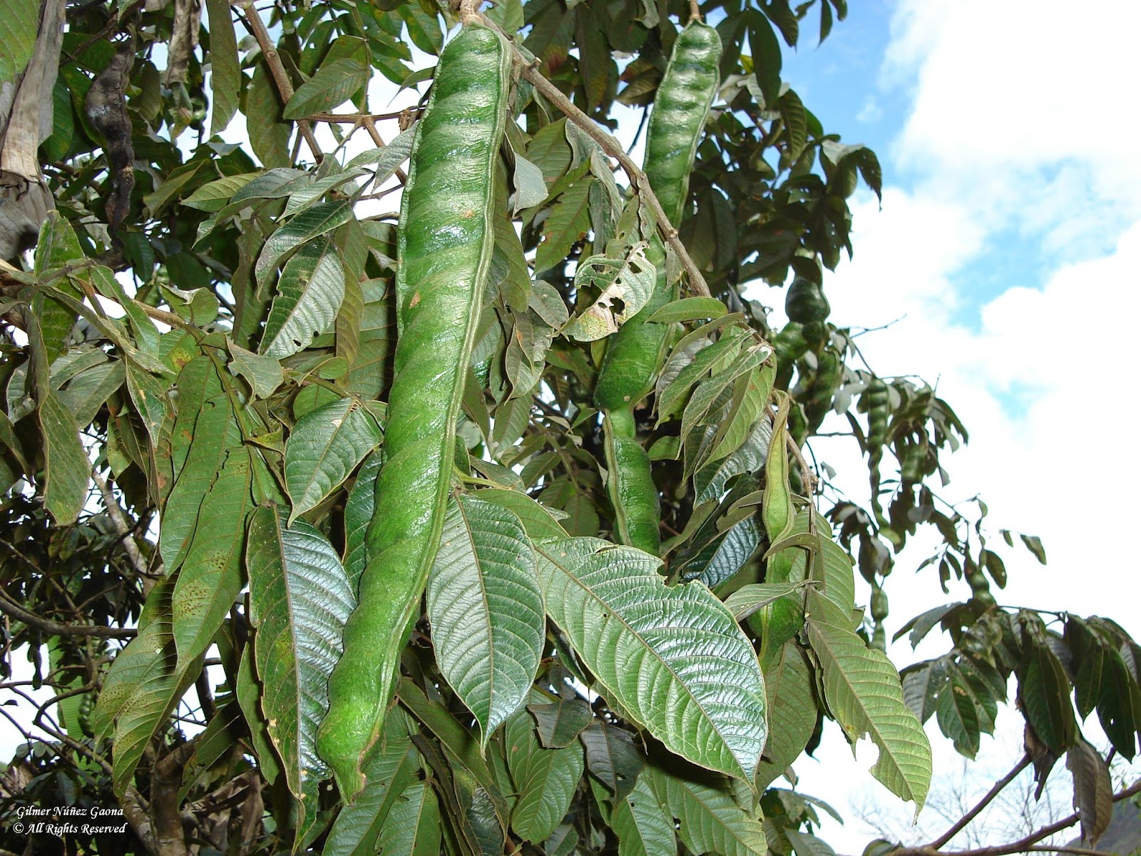 COME RICO COME SANO: GUABA O PACAE