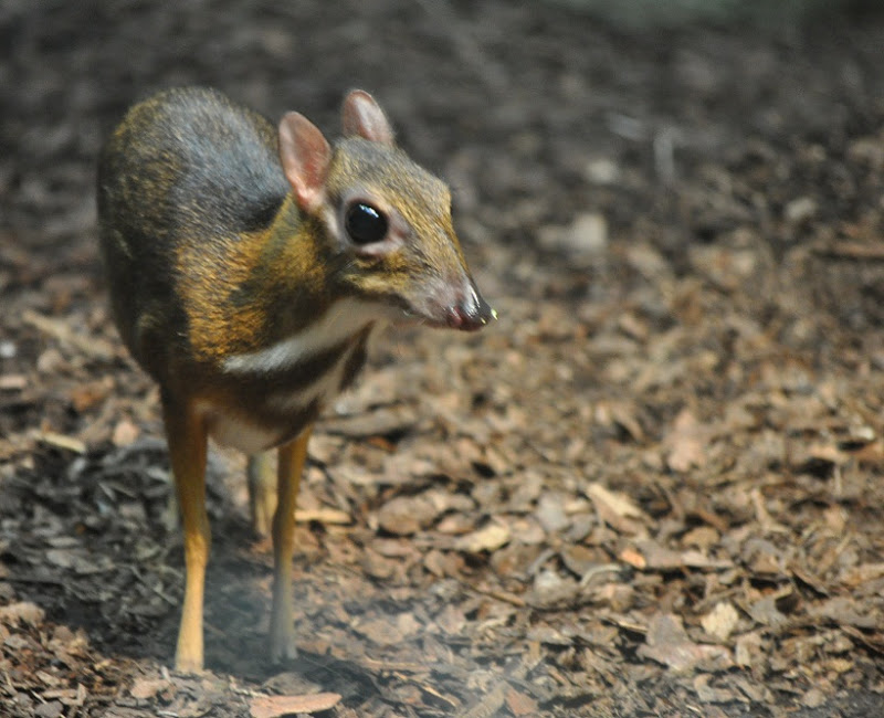 ZOOTOGRAFIANDO (6.100 ANIMALS): CIERVO RATÓN DE JAVA / JAVA MOUSE DEER ...