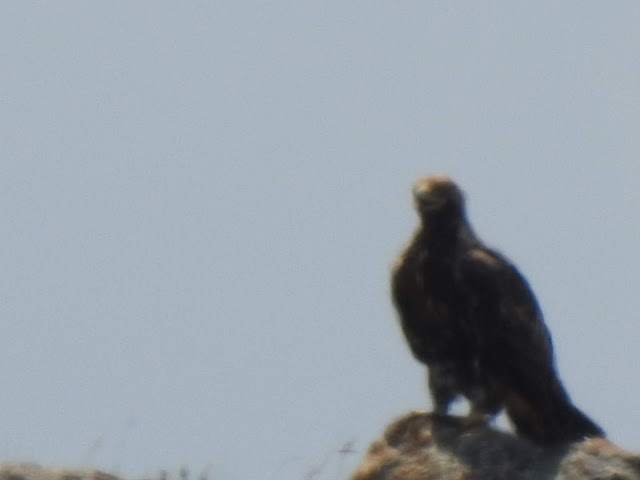 PASARI DIN ROMANIA: ACVILA DE CAMP, Aquila heliaca