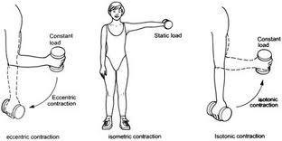 Fitness Guru: Article # 466. Examples of Isotonic & Isometric Exercises