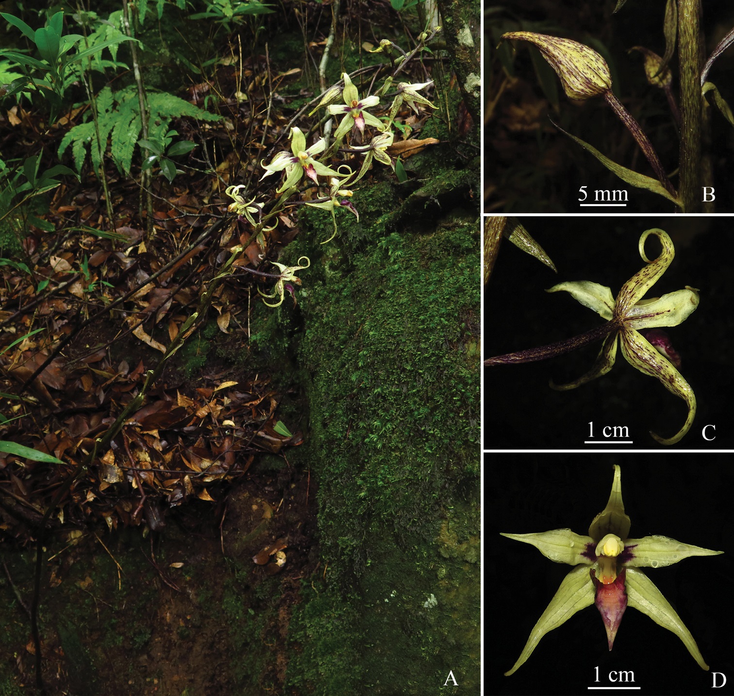 Species New to Science: [Botany • 2021] Aphyllorchis yachangensis ...