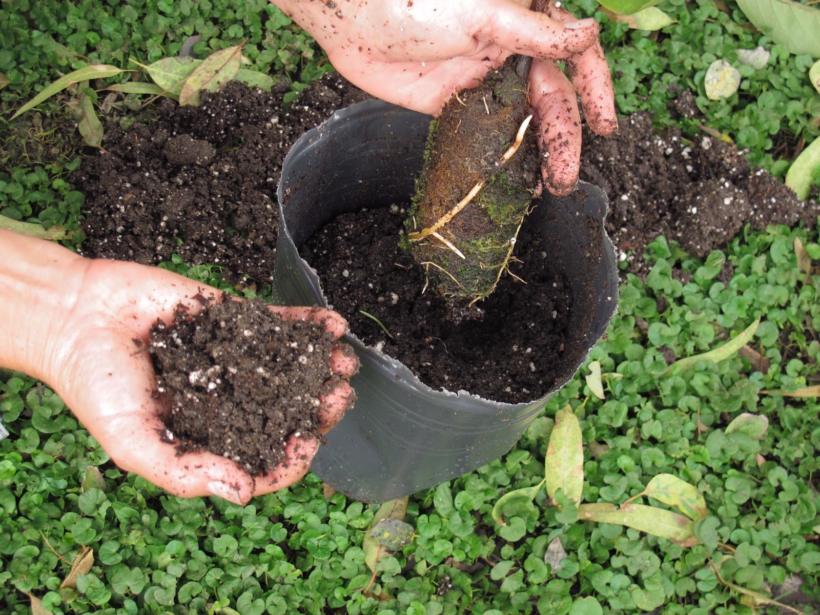 En el jardin: Acodo aéreo