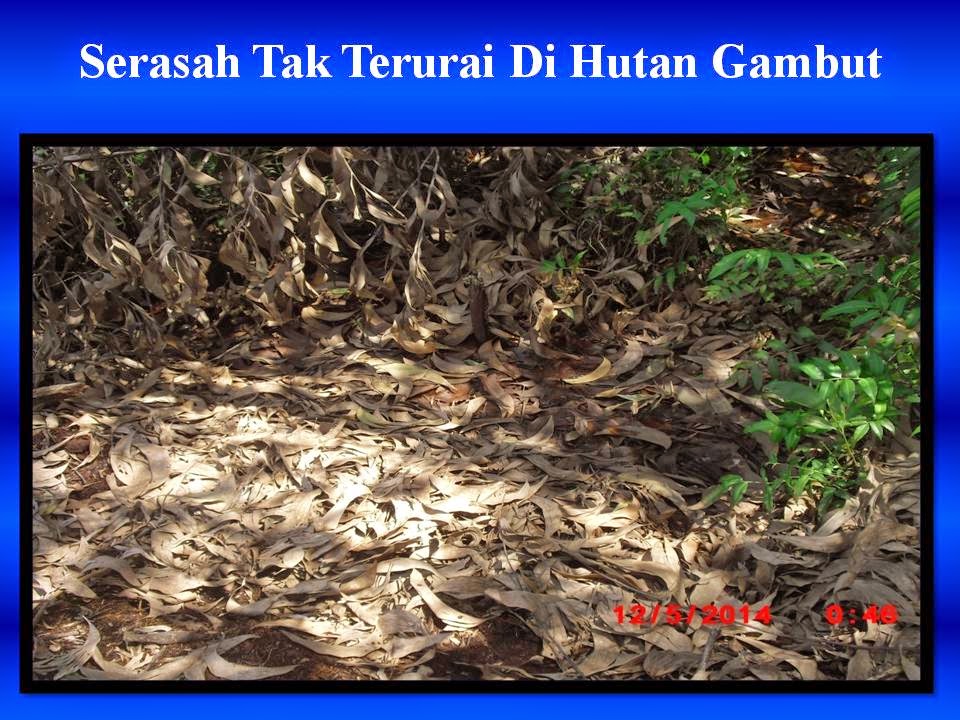 Ekositem Hutan Rawa Gambut: Ekosistem Hutan Rawa Gambut PPT
