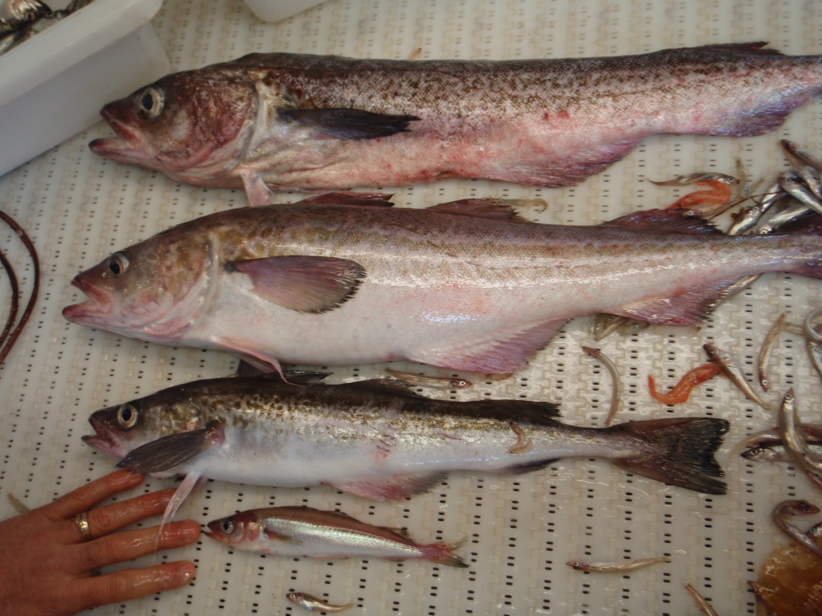 Adventures in a Blue World: Issue Thirteen: Walleye Pollock Status Page