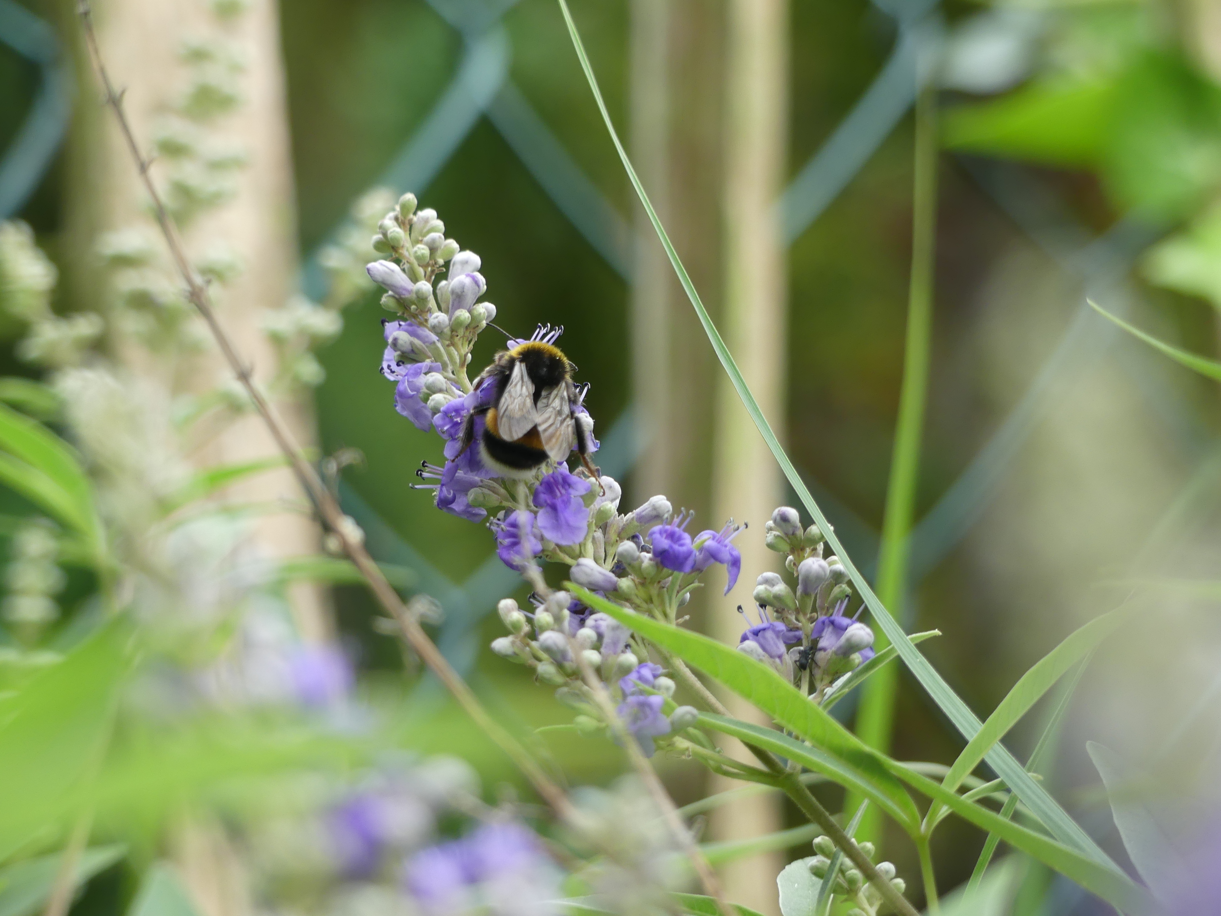 Luisengarten: Vitex angus castus