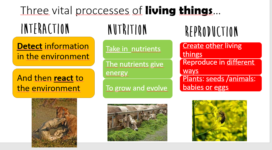 Los terceros del Padilla: LIVING THINGS...REPASO DE 2º
