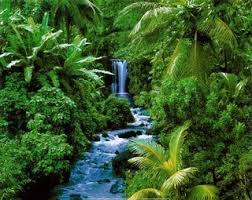 Ecosistemas de México: Selvas Húmedas