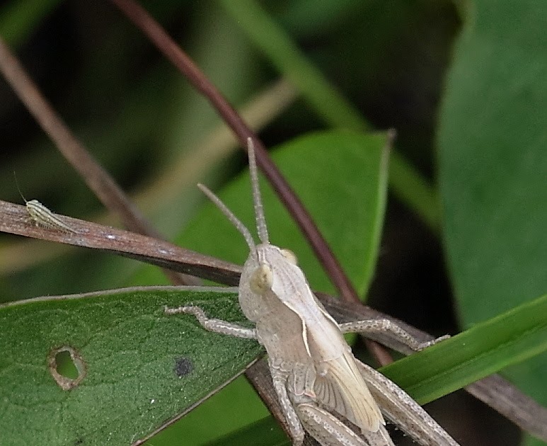 Raw Birds: COMMON FIELD GRASSHOPPER (Chorthippus brunneus) [4th instar ...