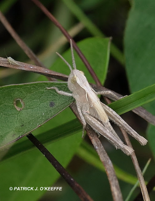 Raw Birds: Common Field Grasshopper