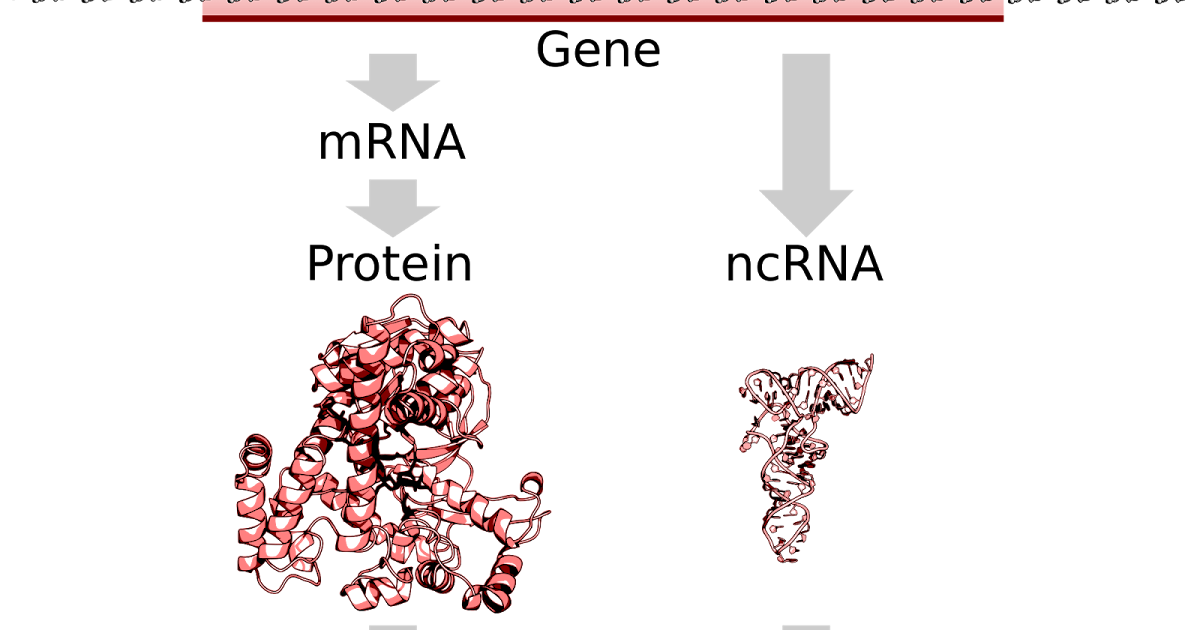 Kole's Biology Blog: Protein Synthesis Lab