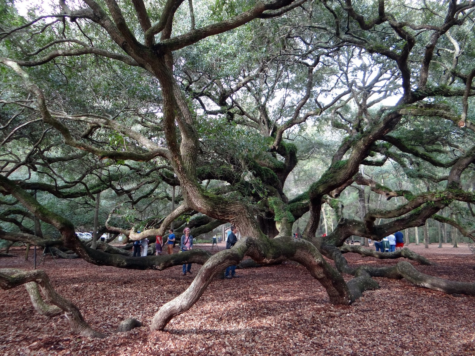 Jim and Kim's Travels: The Magnificent Angel Oak Tree, Charleston ...