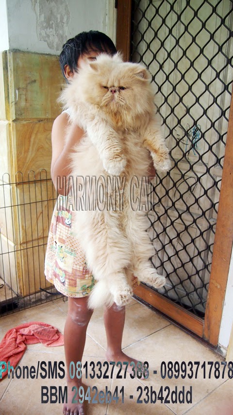 KUCING JANTAN PIGNOSE,PEAKNOSE,PESEK EXTREEM SUPER JUMBO ( LIMIT ...