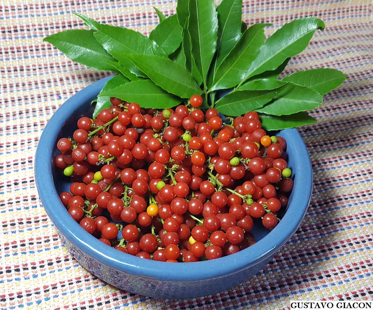 Viveiro Ciprest - Plantas Nativas e Exóticas: Chal-Chal ( Alophylus ...
