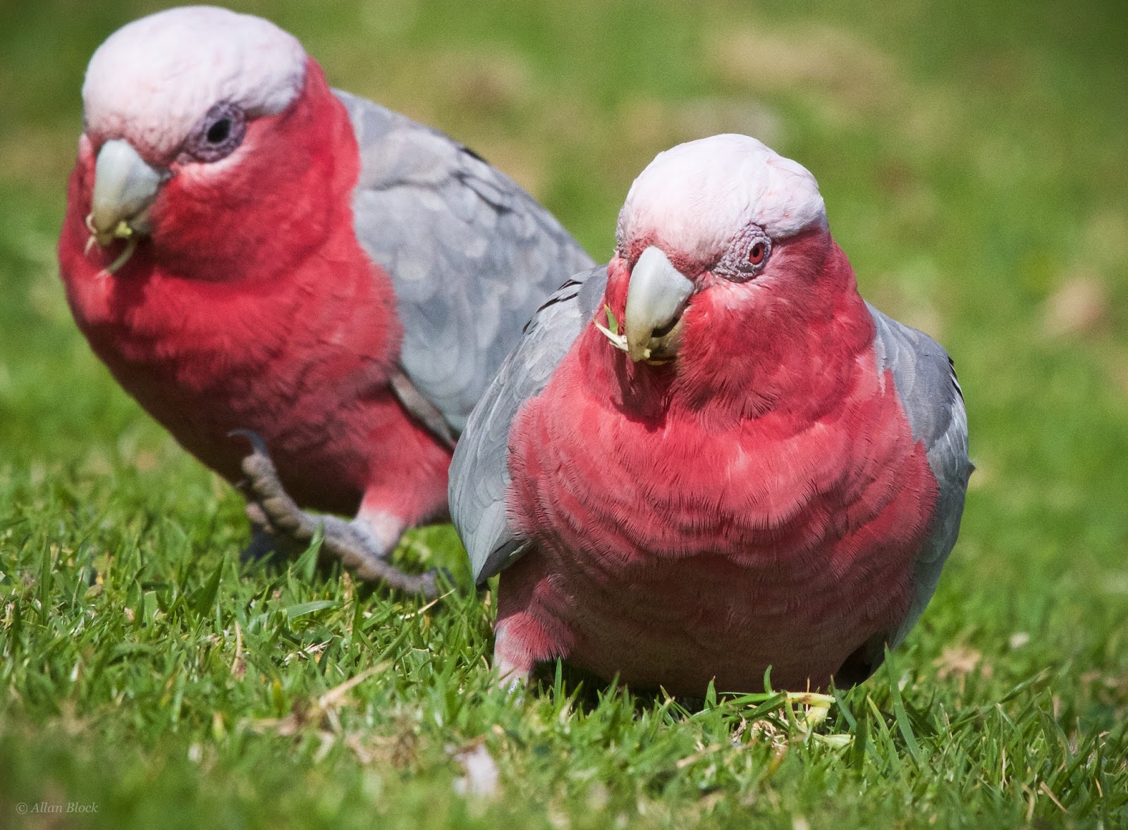 Feather Tailed Stories: Galah, Australia