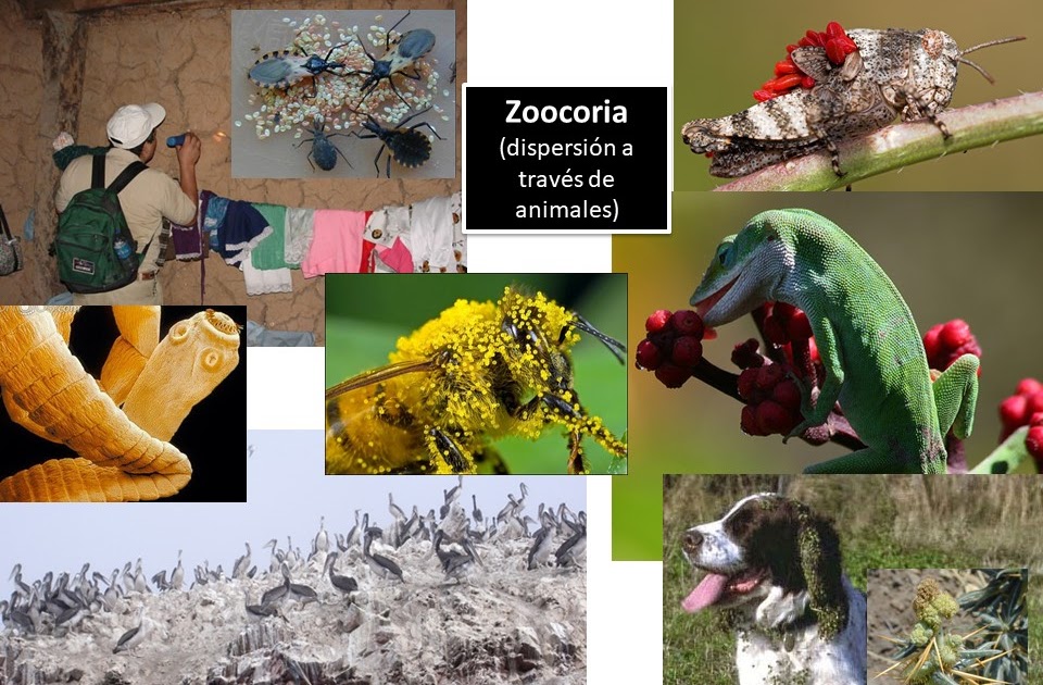Biología General - UNDAV: zoocoria y estrategias de dispersión a través ...