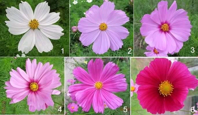 My Small Garden: Pokok Bunga Cosmos - koleksi di Sydney