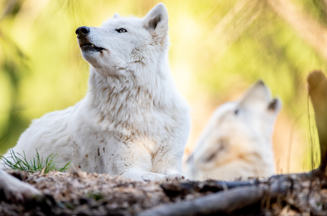 Wolf sisters celebrate 11th birthday, we celebrate wolf recovery