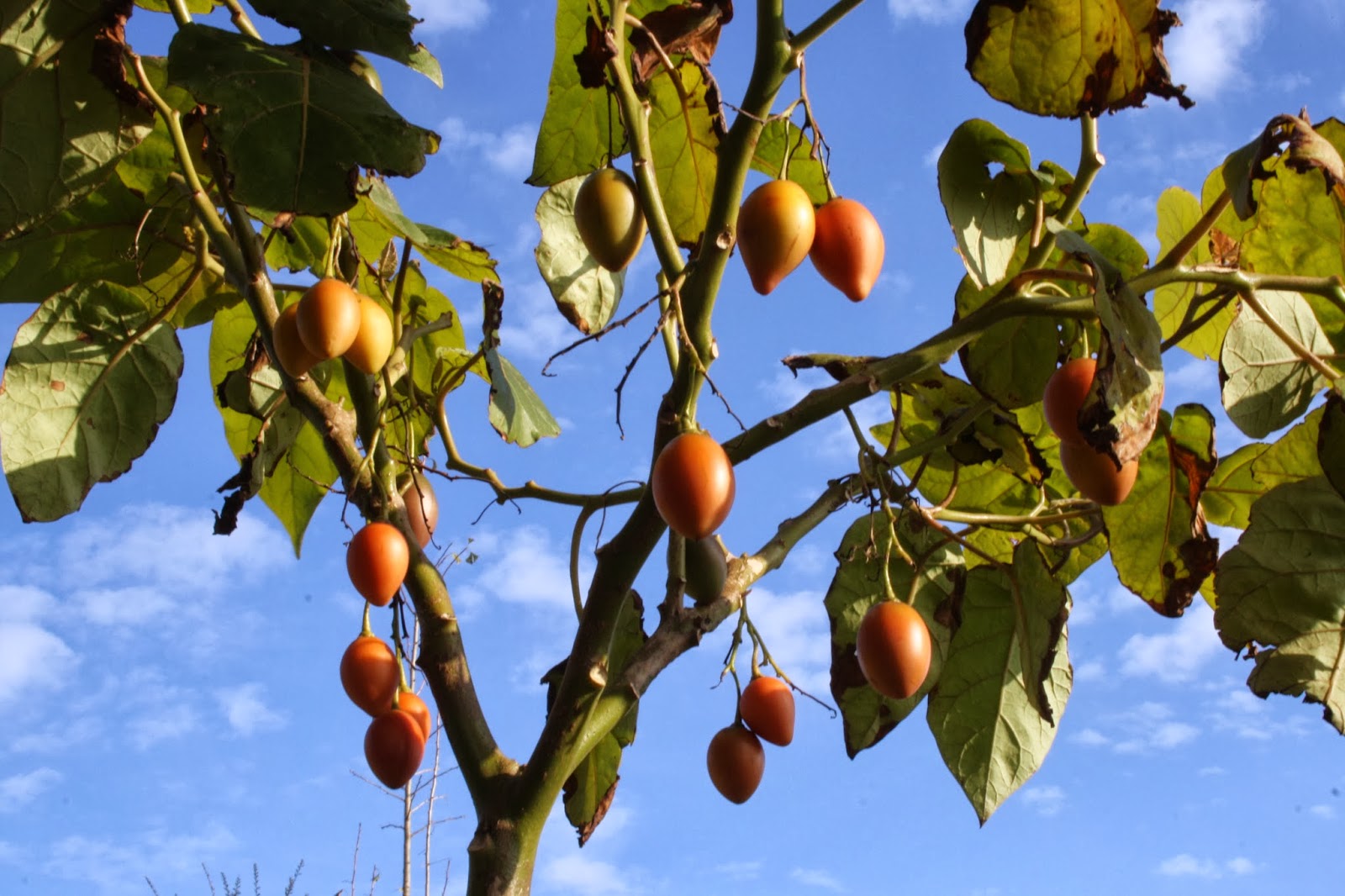 .: Arbol del tomate, (Cyphomandra betacea)