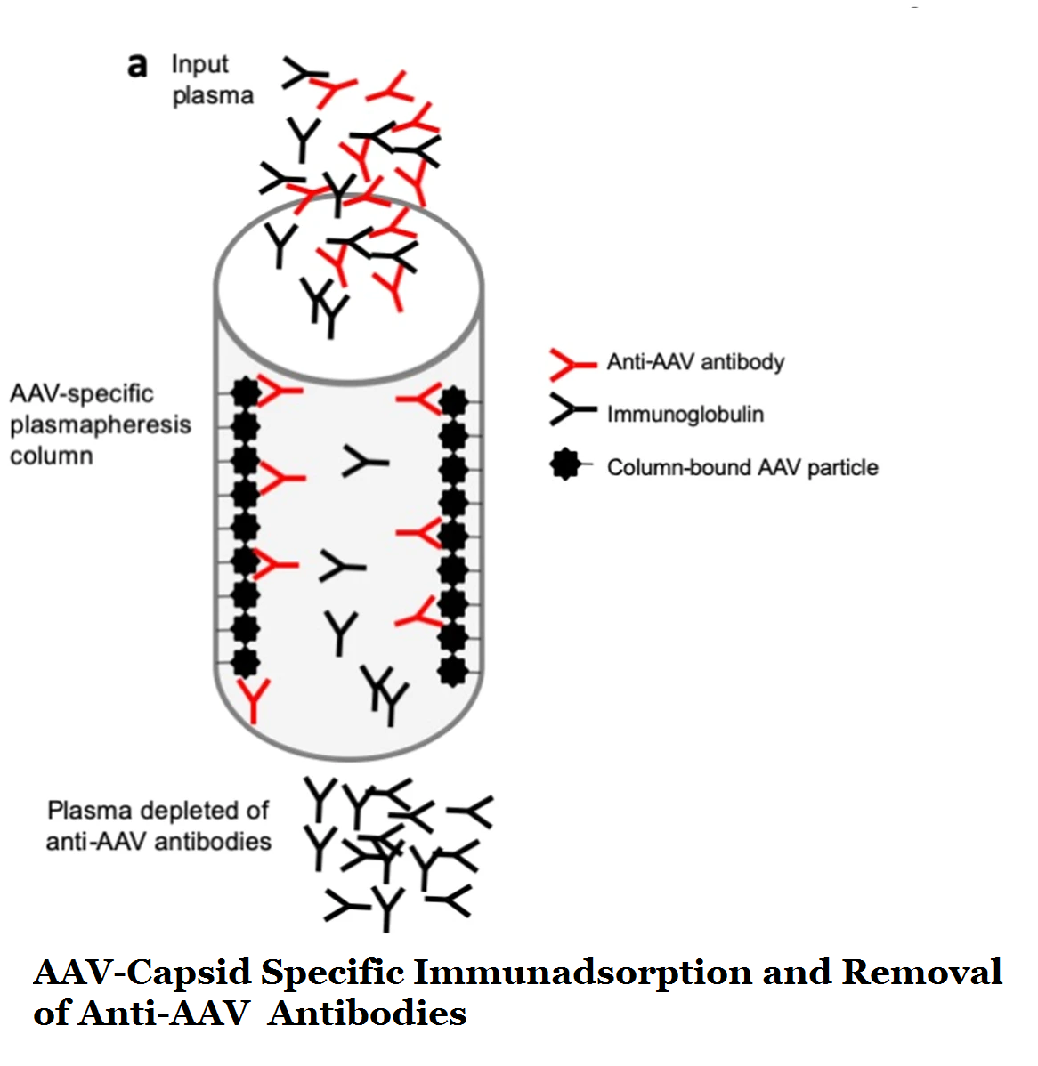 Gene Therapy and Re-dosing Strategy- Removal of Preexisitng anti-AAV ...