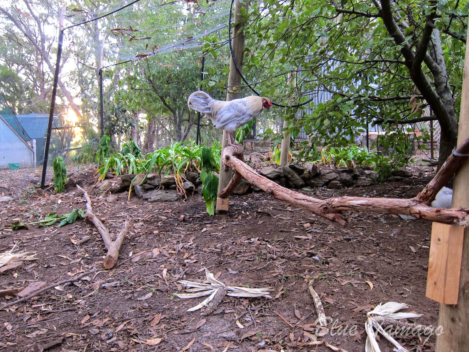 Chicken Entertainment