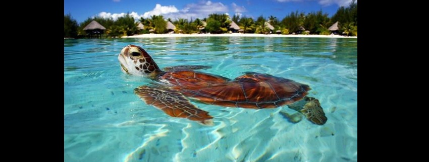 Cool Facebook Cover Photos: March 2013