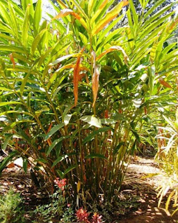 Health Benefits of Vegetables & Non-Vegetables: Cardamom Tree