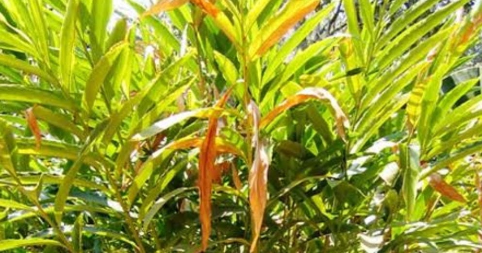 Health Benefits of Vegetables & Non-Vegetables: Cardamom Tree