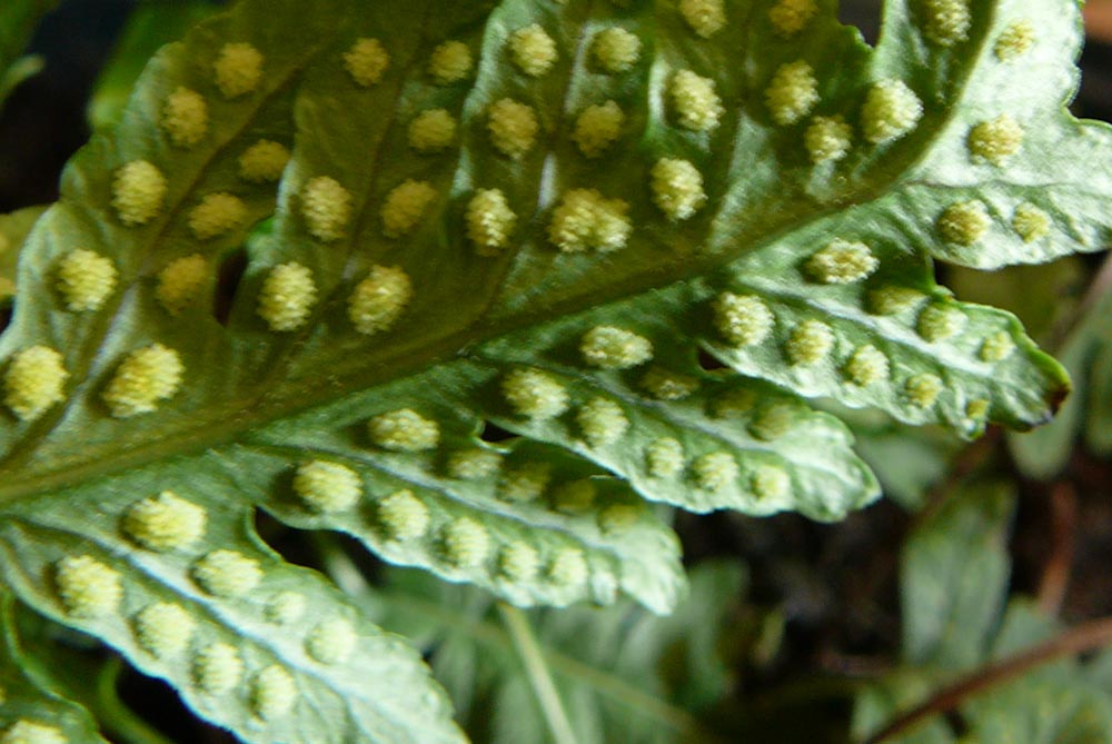 la breda in rete: Botanica in giardino - FELCI