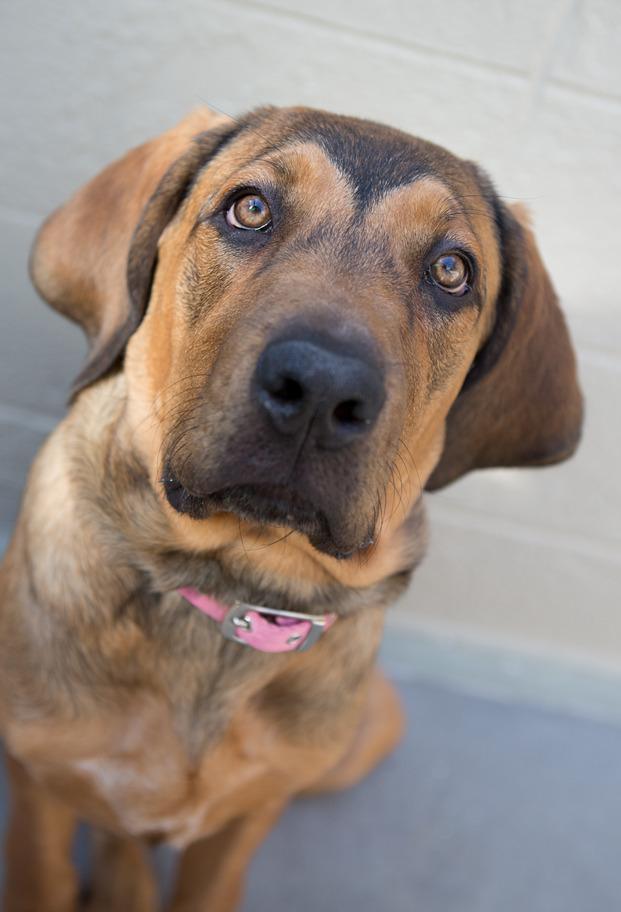 Bloodhound Lab Mix Puppy