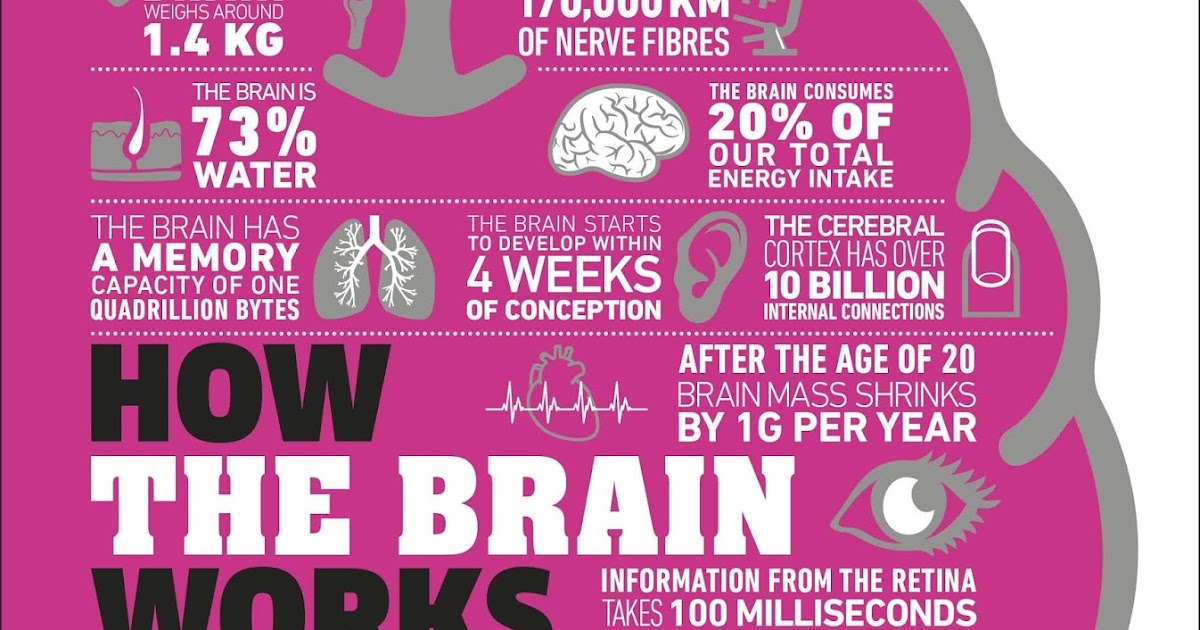 How the Brain Works: The Facts Visually Explained