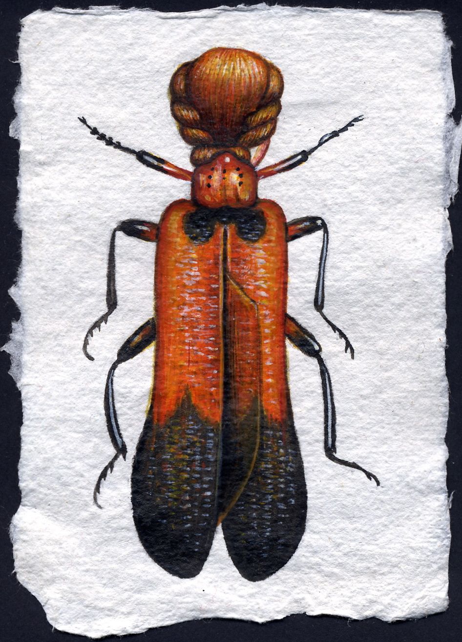 Deborah Klein's Art Blog: More exhibits for a Wonder Room: Insect Women