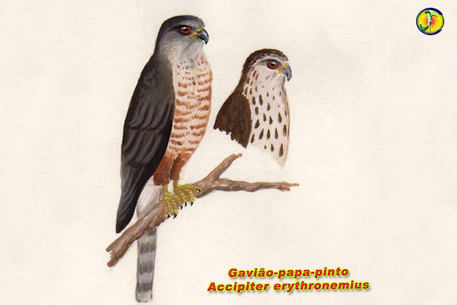 ORNITOLOGIA: Gavião-papa-pinto (Accipiter erythronemius)