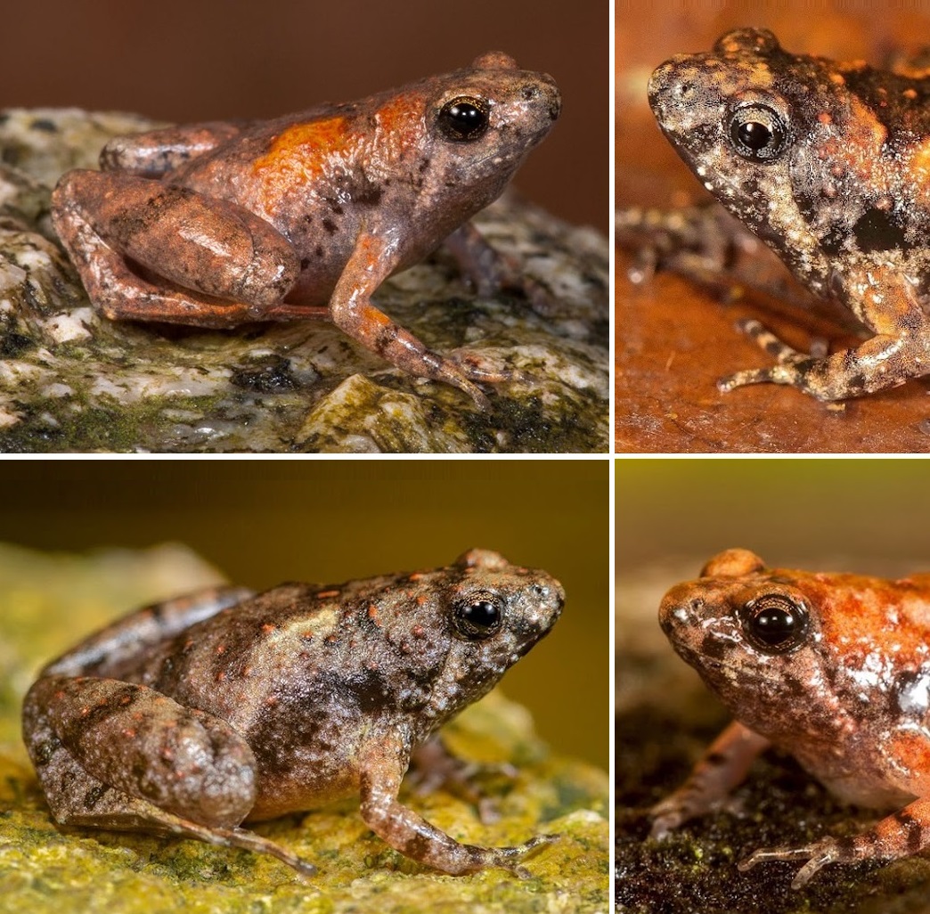 Species New to Science: [Herpetology • 2021] Microhyla sriwijaya • A ...