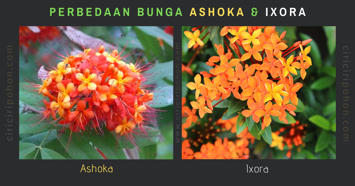 Ciri Ciri Pohon Ashoka (Saraca asoca) Di Alam Liar - Ciriciripohon.com