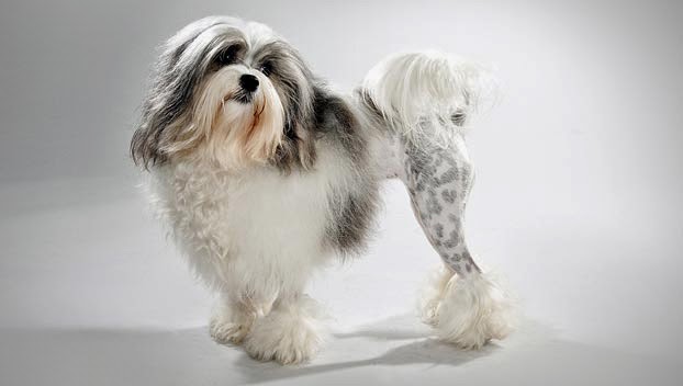 Pashudhan and Animal Science : Lowchen dog – Little Lion of Germany