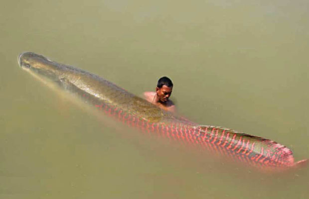 Pirarucú el Pez más Grande del Mundo