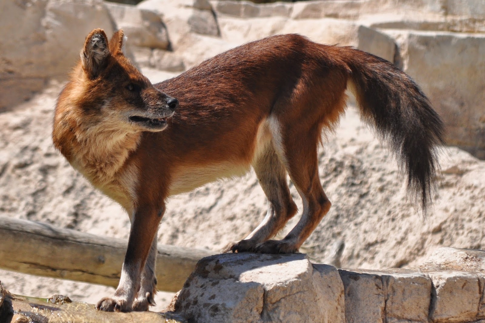 ZOOTOGRAFIANDO (6.100 ANIMALS): CUÓN / DHOLE (Cuon alpinus)
