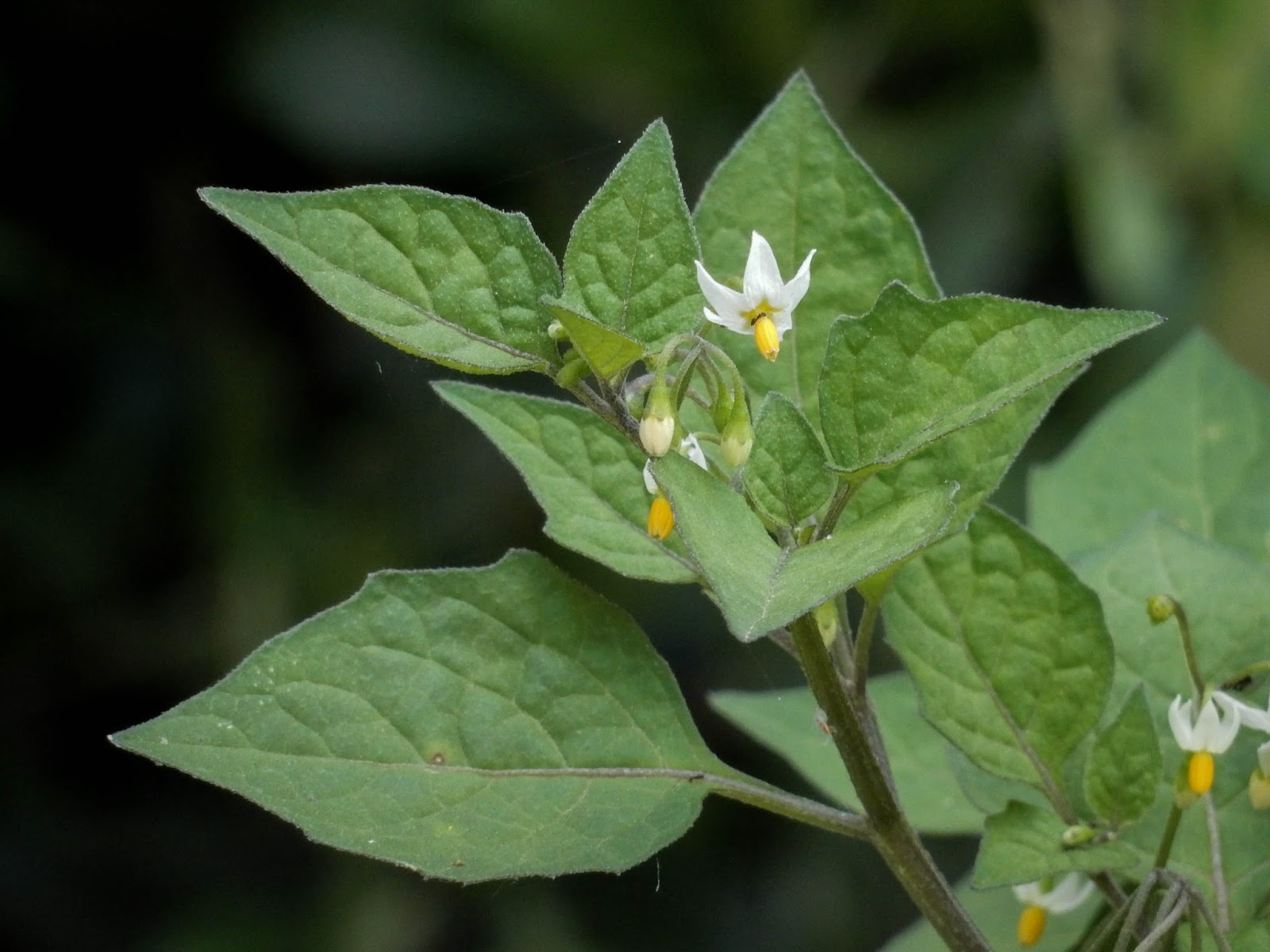 Jardín botánico de especies arvenses del CITA: EL HERBARIO DE PLÁNTULAS ...
