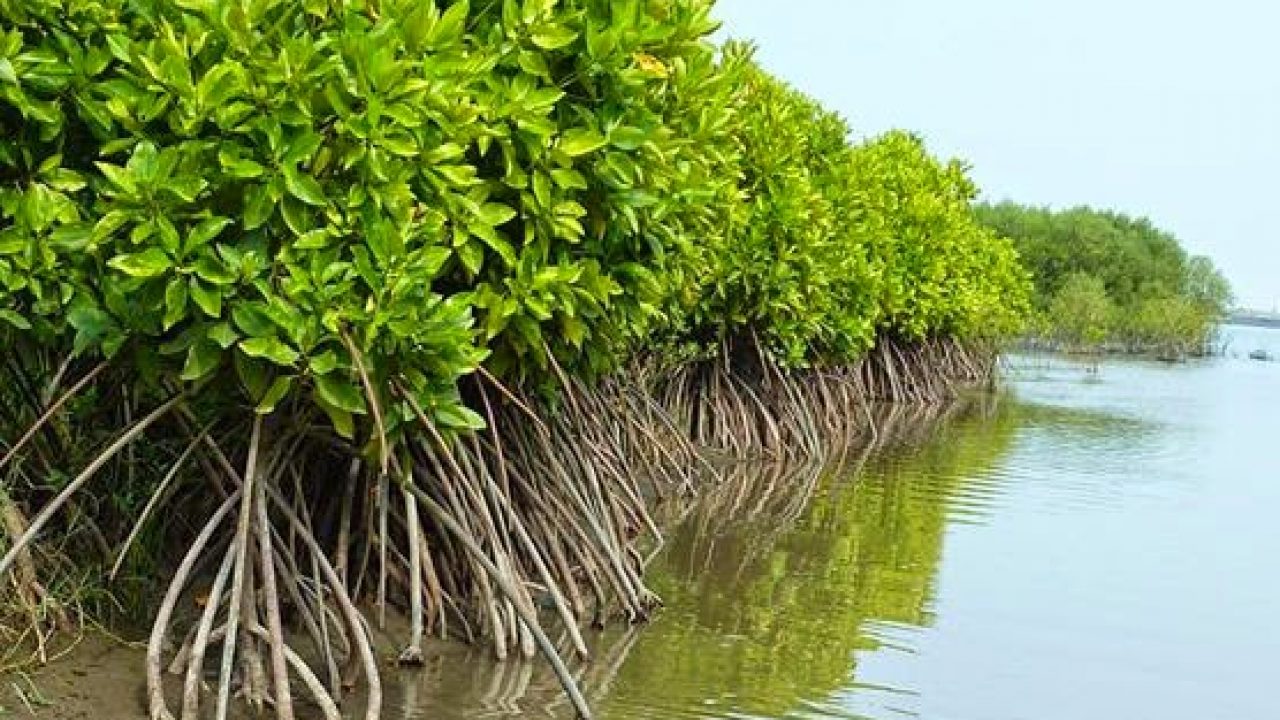 Potensi Hutan Mangrove - Homecare24 Potensi Hutan Mangrove - Homecare24