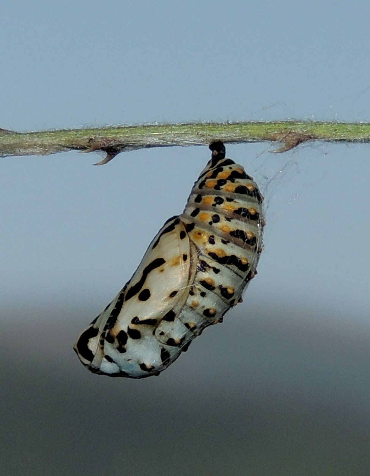 Mariposas y orugas (Volvoretas e eirugas): abril 2016