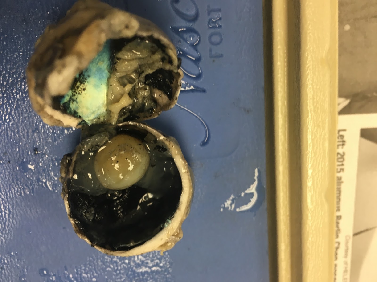 Adrienne Nguyen: Sheep Eye Disection