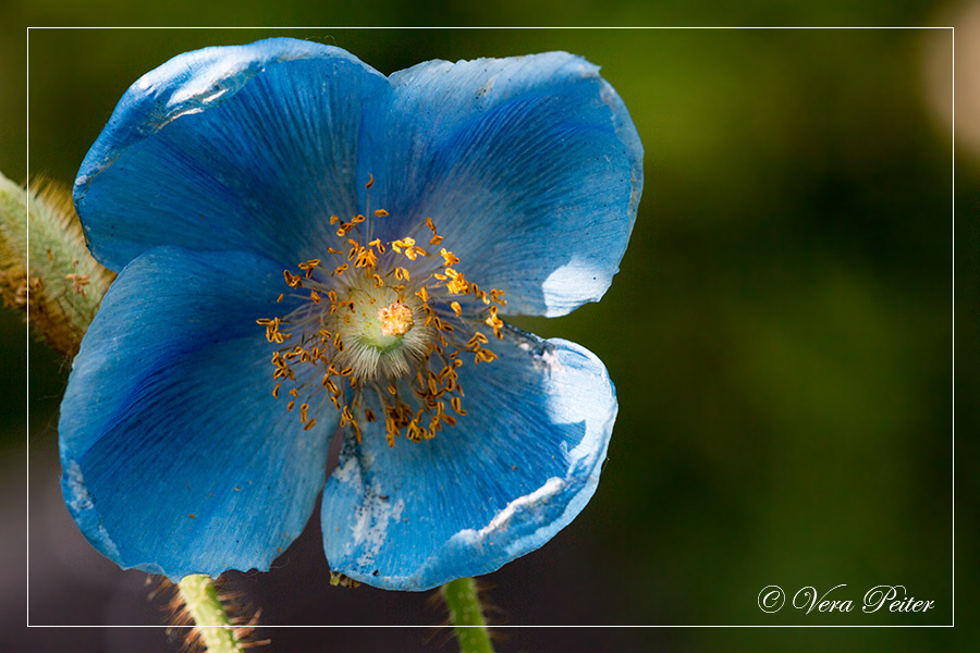 Artifactum ver@bilis Blog: Blauer Mohn