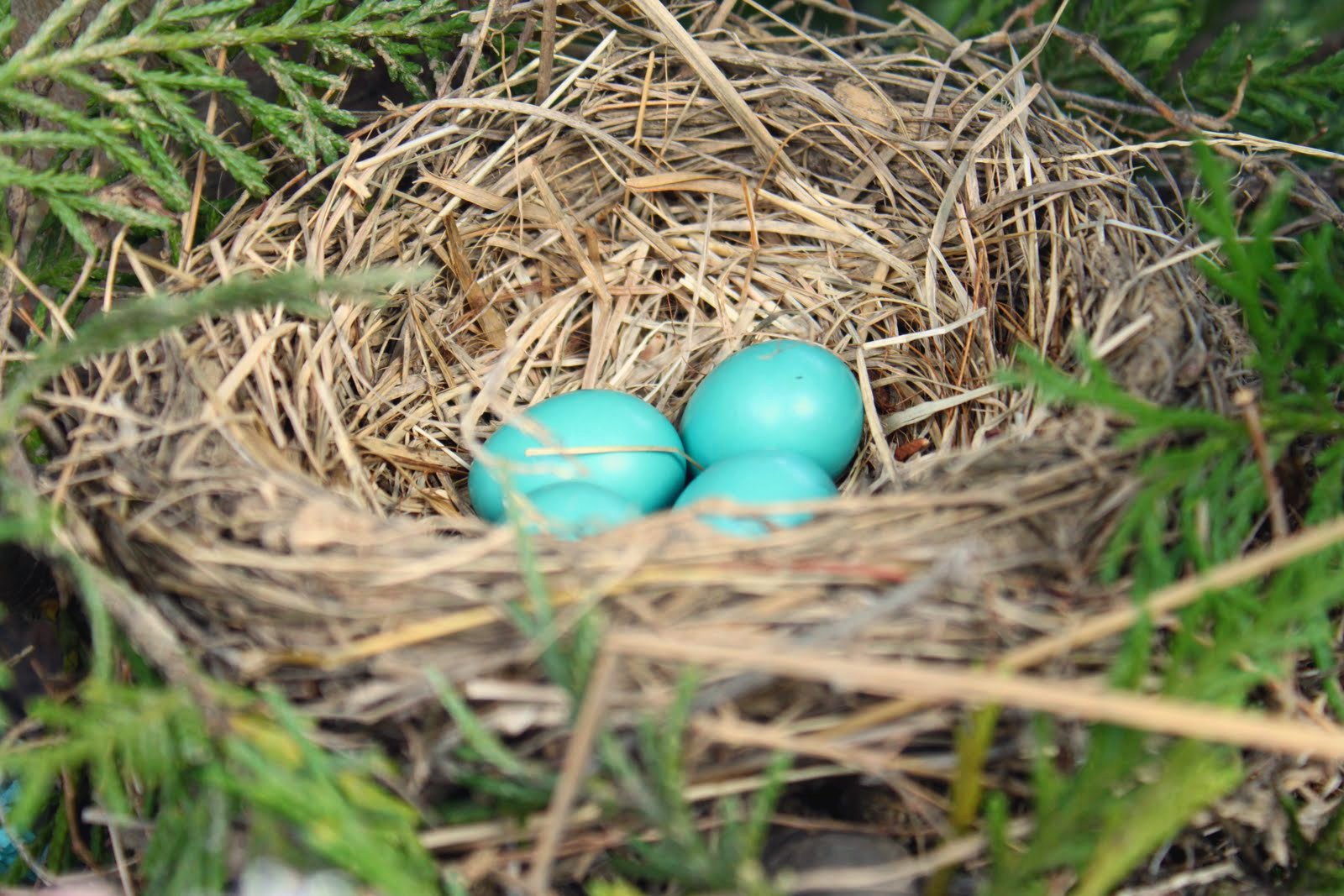 Goals: Dreams with Deadlines