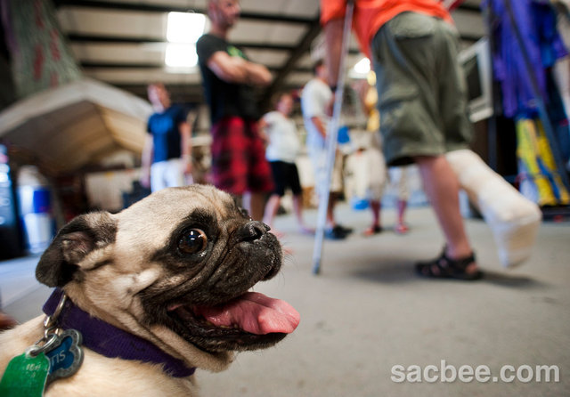 Pets Stop: August 2011