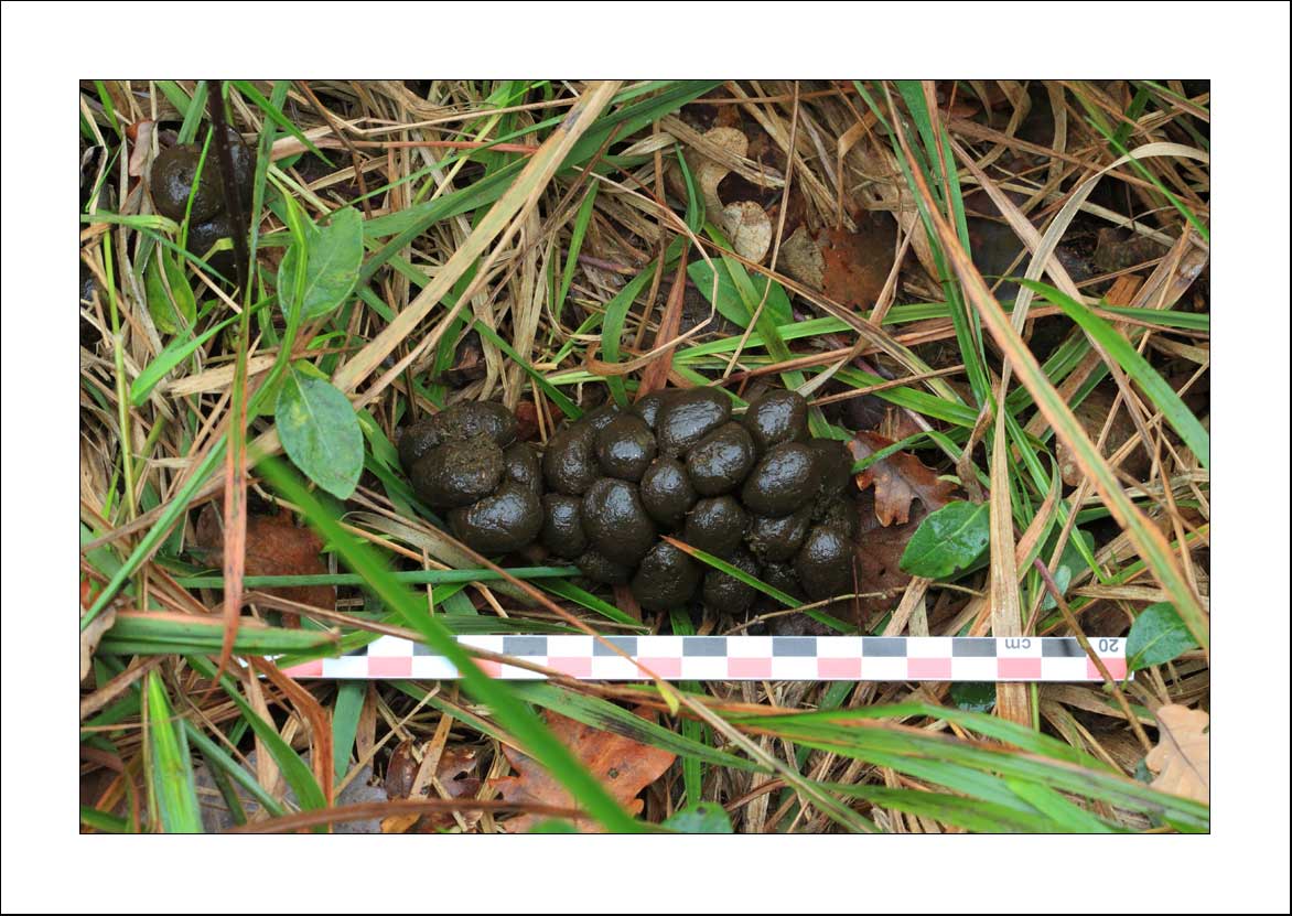 Il y a crottes et crottes. 2013 023