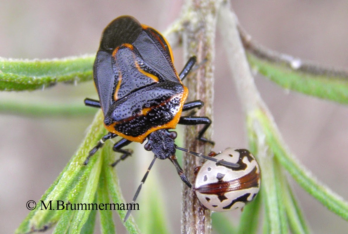 Arizona: Beetles, Bugs, Birds and more: Bug eats Bug