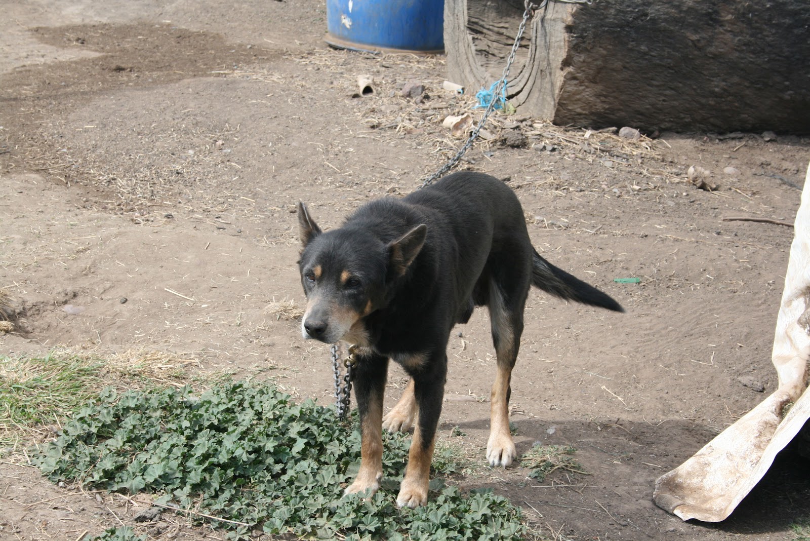 Silver Star Kelpie Stud